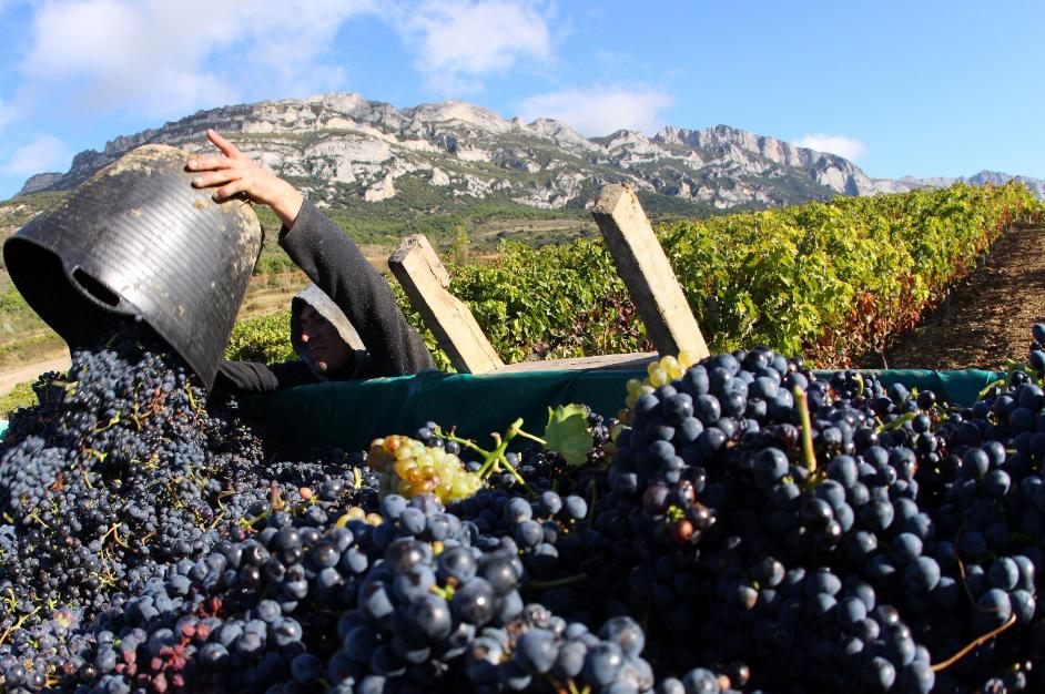 Découvrez la culture du vin en Rioja Alavesa